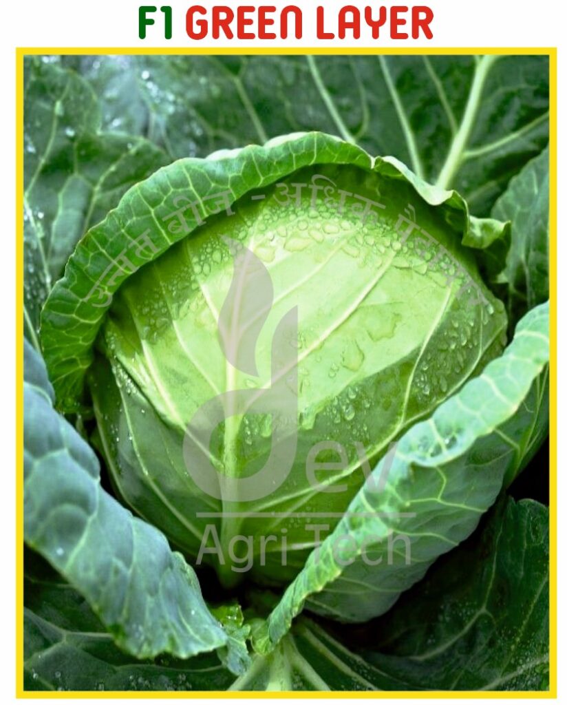 Cabbage – F1 Green Layer – Dev Agro Seed